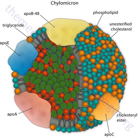 Lipoproteins Lipoprotein Metabolism And Disease [ldl Hdl Lp A