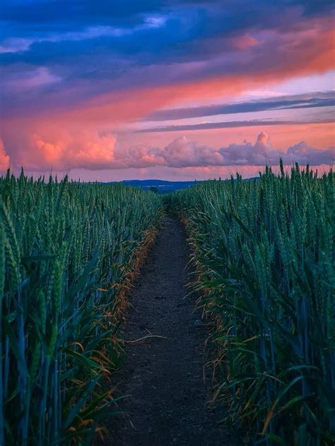 Field Album On Imgur