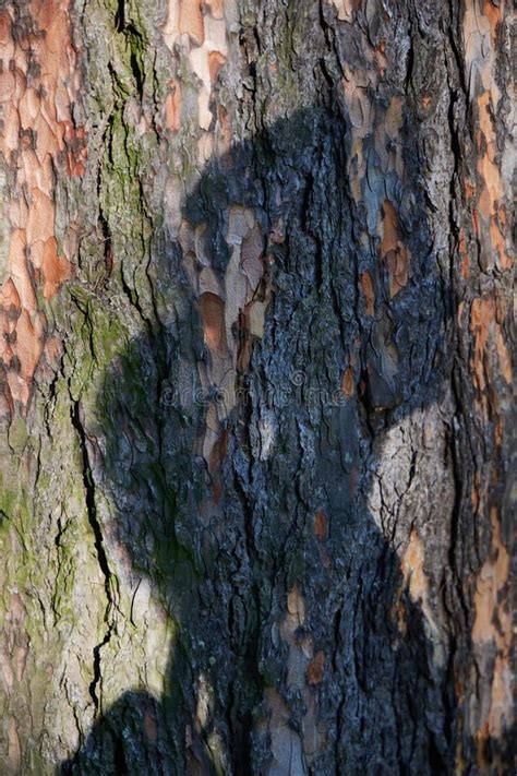 The Mesmerizing Shadow Play On Tree Bark Showcases Its Intricate Beauty