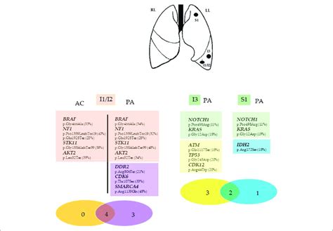 Summary Of The Genomic Findings Of Case Genes With Mutations Download Scientific Diagram