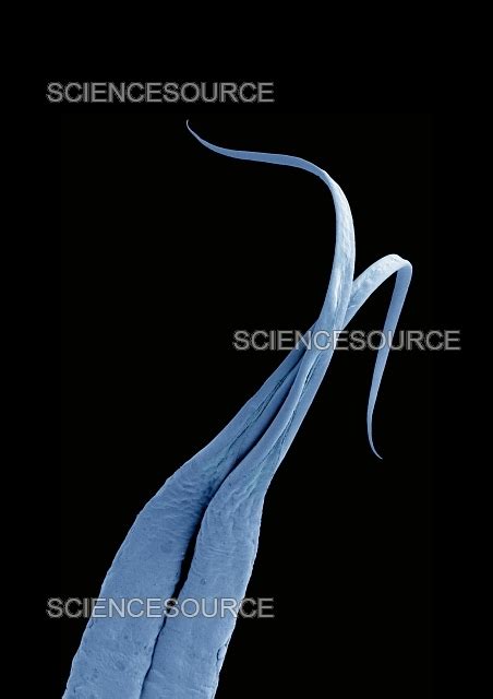 Python Tongue Sem Stock Image Science Source Images