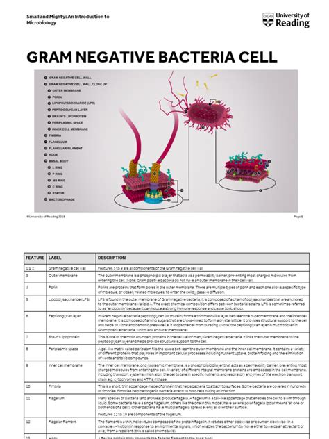 3d Model Gram Negative Bacterial Cell Labels Pdf Cell Membrane