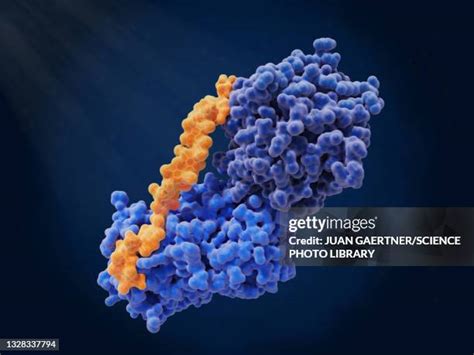 16 Heparin Structure High Res Illustrations Getty Images