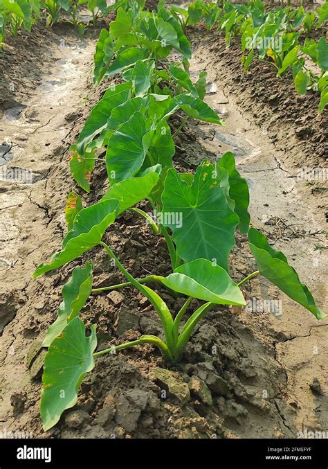Taro Plant Root