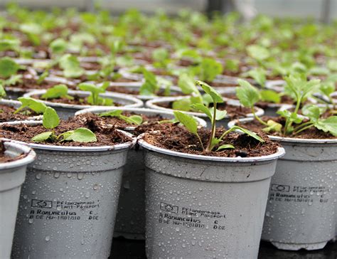 Plant passport