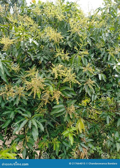 Flowering Plants Of Mango Tree At Amy Palmer Blog