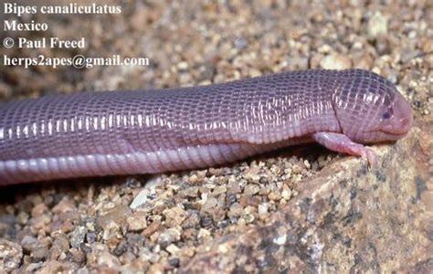 Bipes Canaliculatus The Reptile Database