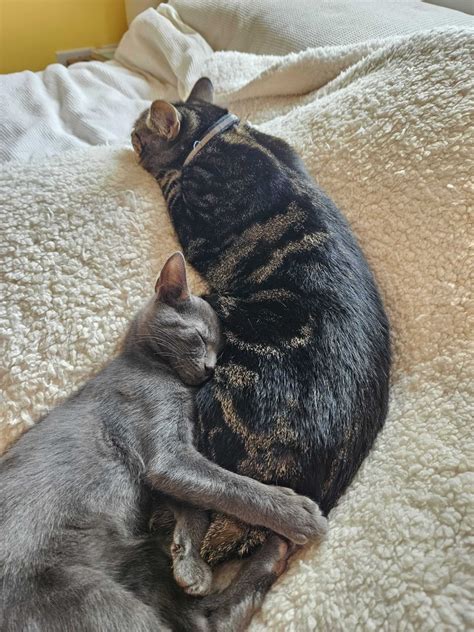 Aaditya Sen On Linkedin Catsoflinkedin Kitten Environment