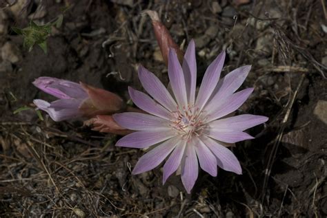 Lewisia Rediviva ~ Bitterroot Montana Outdoors