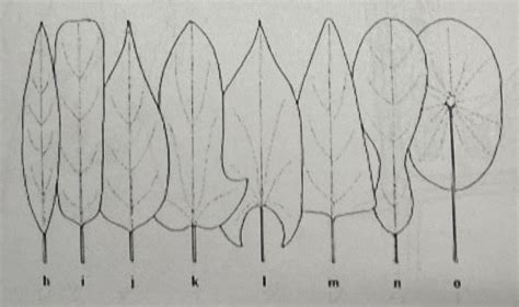 Hort Science Midterm Leaf Shape Diagram Quizlet