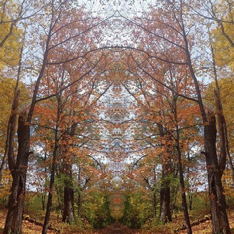 140M Hidden Faces In Trees Photograph By D Wood Pixels