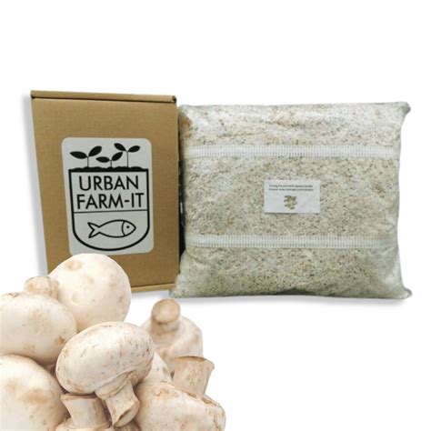 White Button Mushroom Spawn 1l 5l By Urban Farm It