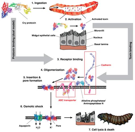 Molecular Genetic Basis Of Lab And Field Selected Bt Resistance In