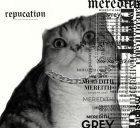 100 Cat Album Covers Ideas Album Covers Cats Silly Cats