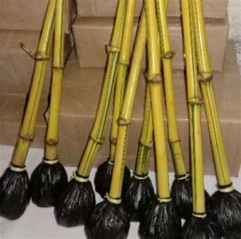 Bambu Kuning Tanaman Bambu Kuning Terbaik Lazada Indonesia