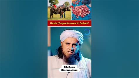 Hamila Pregnant Janwar Ki Qurbani By Muftitariqmasood Masail Hamil