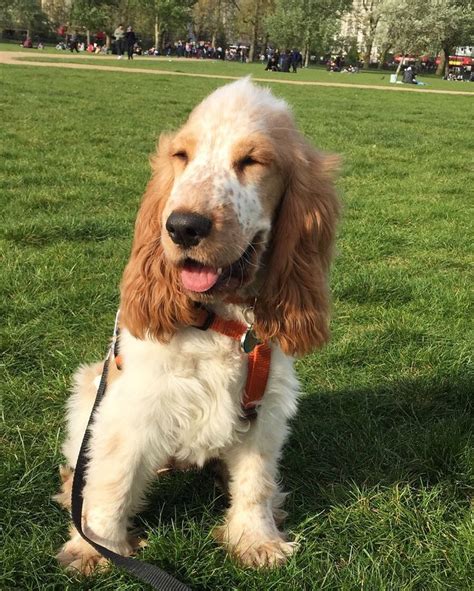 Pin By Hope Smith On Cocker Spaniels Orange Roan Cocker Spaniel