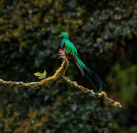 National Bird Of Guatemala Resplendent Quetzal Whitehawk Birding Blog