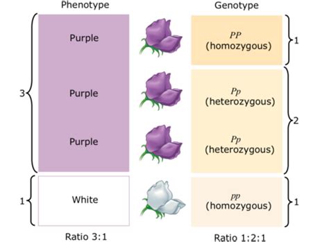 4 principles of genetic inheritance sdl flashcards quizlet
