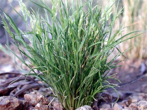 Schismus Barbatus Common Mediterranean Grass And Kelch Grass Whole How To Make Logo