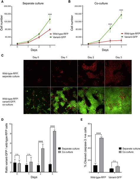 Genetically Variant Human Pluripotent Stem Cells Selectively Eliminate