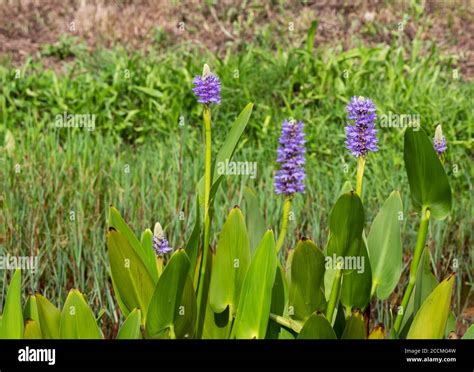 Pickerelweed Aquatic Plant With Purple Flowers And Leaves Pontederia