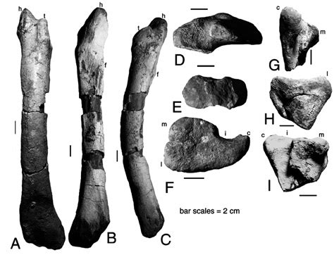 Small Theropod Nmmnh P 26093 From The Upper Jurassic Morrison