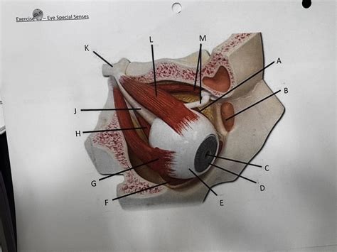 Exercise 13 Pg 2 Diagram Quizlet