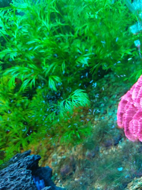 White Worm Identification Raquariums