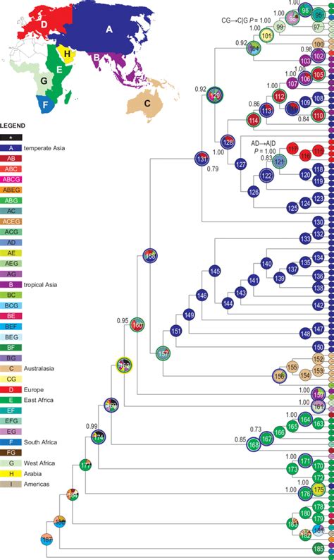 Graphical Output From S Diva Rasp Graphical Results Of Ancestral