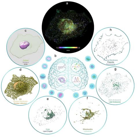 Imaging Cell Anatomy Via Super Resolution Microscopy And Deep Download Scientific Diagram