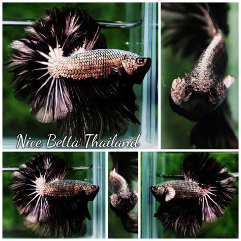 Betta Fish Black Platinum Dragon Feather Tail
