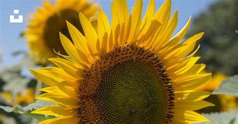 노란 해바라기 사진 Unsplash의 무료 이름 없는 길 이미지