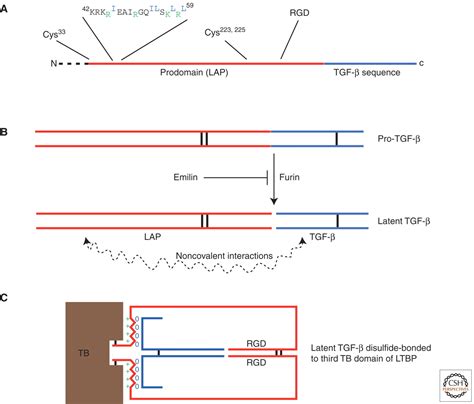 Cross Talk among TGF β Signaling Pathways Integrins and the Extracellular Matrix