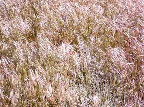 Co Horts No Its Not Crabgrass Yet