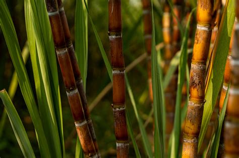 설탕과 음식을 생산하기 위해 심은 사탕수수 식품 산업 사탕수수 밭 문화 열대 및 행성 지분 사탕수수 공장은 설탕을 만들기 위해 농장에서 공장으로 보내졌습니다 가솔린에 대한