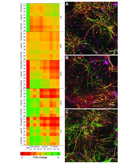 Heat Map Of Qpcr Gene Expression Comparisons Between All Culture