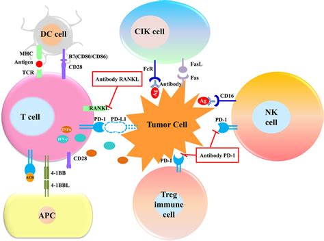 Anti Pd 1 Combined With Other Cells Inhibiting Tumor Growth And Download Scientific Diagram