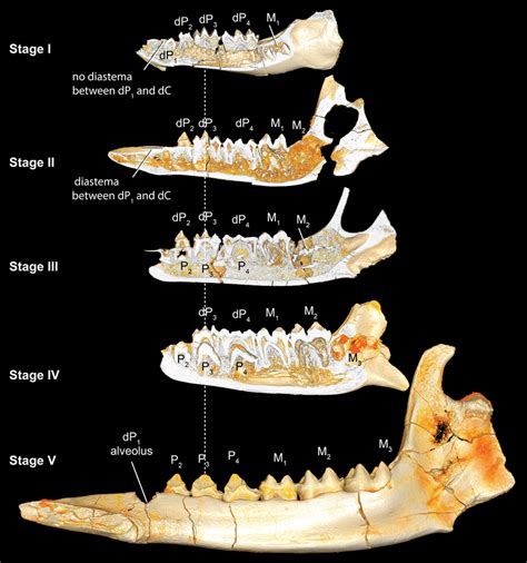 Comparison Of The Different Stages I V Of The Eruption Sequence Of