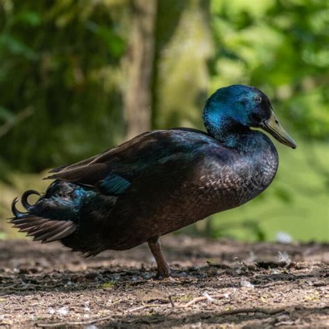 Magpie Ducks The James Bond Of Ducks
