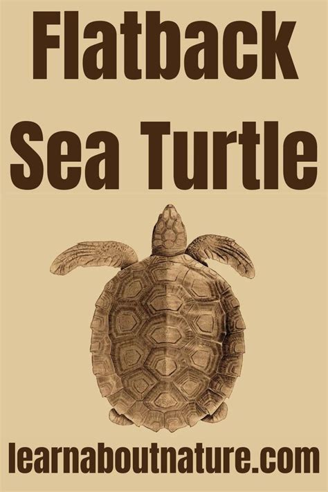 Flatback Sea Turtles Discover The Unique Species