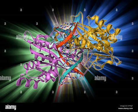 Restriction Enzymes Types