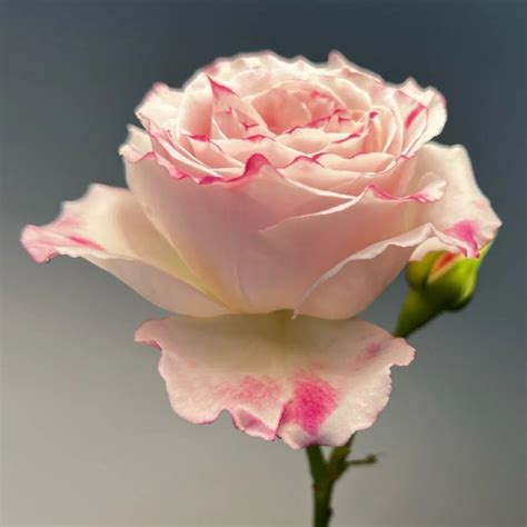 Bella Linda Fairy Rose Plant｜贝拉琳达仙女 Roseexplosion
