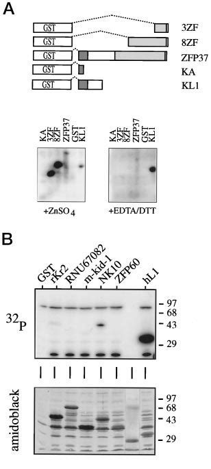 Southwestern Analysis Of Dna Binding Activity In Zfp 37 And Other