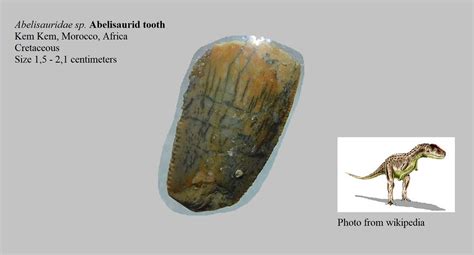 Abelisaurid Member Collections The Fossil Forum