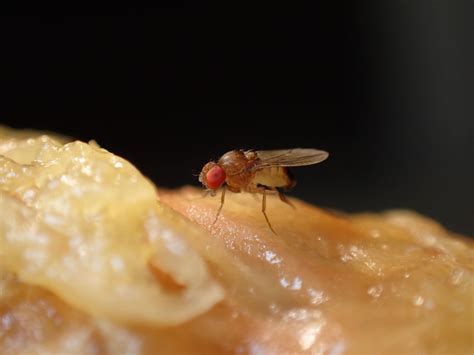 The Fly Dna Fighting Killer Bacteria Pearg