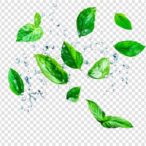 투명 한 배경 에 물 을 는 신선 한 민트 잎 Ai 생성 Psd