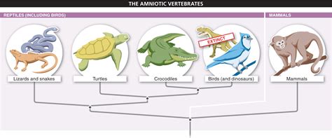 Amphibians And Reptiles Phylogeny New Concepts And Methods For