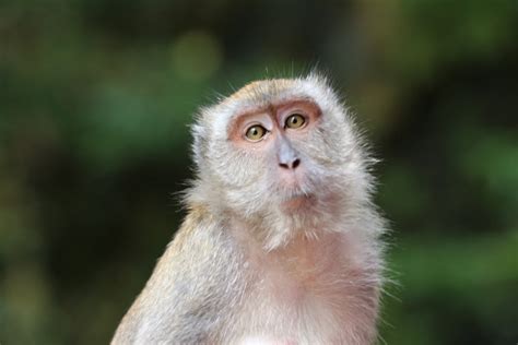 Chinese Scientists Keep Monkey Alive For 6 Months With Gene Edited Pig