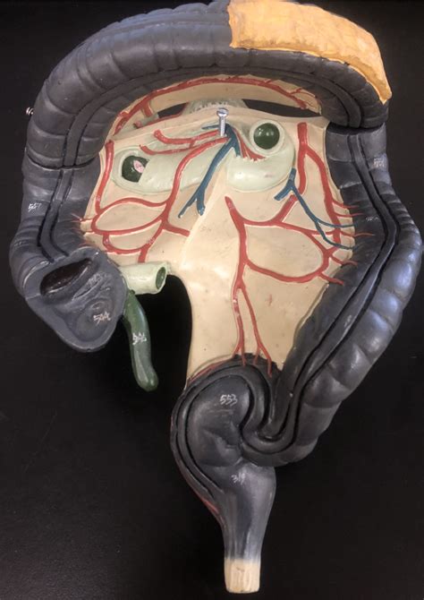 Large Intestine Diagram Quizlet